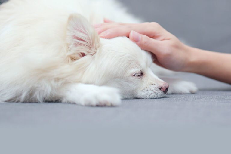 Top 5 Dog Poisoning Signs | Lake City Animal Hospital